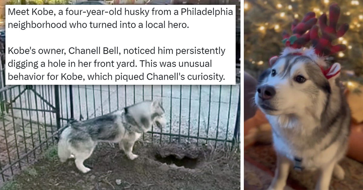Heroic Husky Saves Entire Neighborhood From Disaster By Detecting A ...