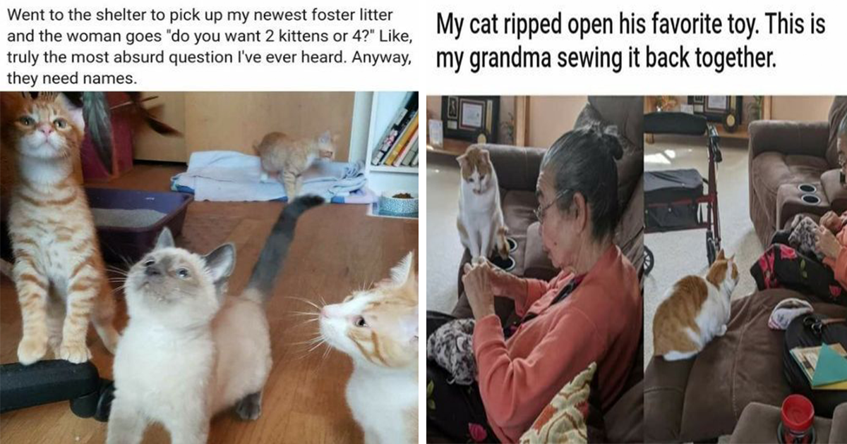 A Lovely Bouquet Of Wholesome Cat Memes To Give Your Loved Ones On This ...