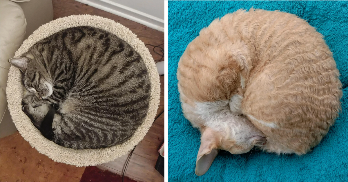 A Satisfying Selection Of Cute Cats Curled Up Into Purrfect Circles For ...