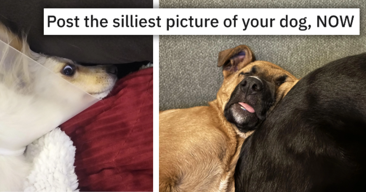 27 Pooches Playfully Posing For Pawparazzi To Make Your Tuesday ...