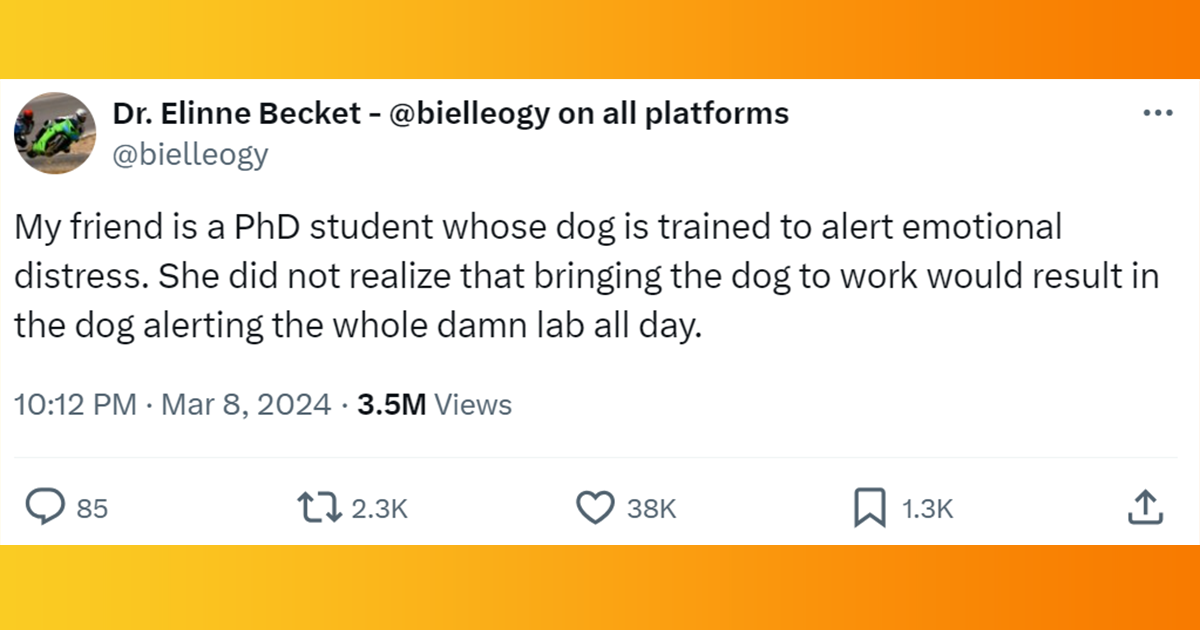 Emotional Distress Detecting Doggo Gets Taken To Work, Hilarity Ensues ...