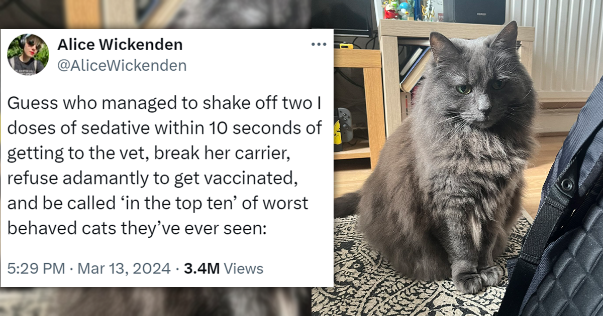 Cat Declared To Be 'In The Top 10' Of The Worst Behaved Cats Prompts ...