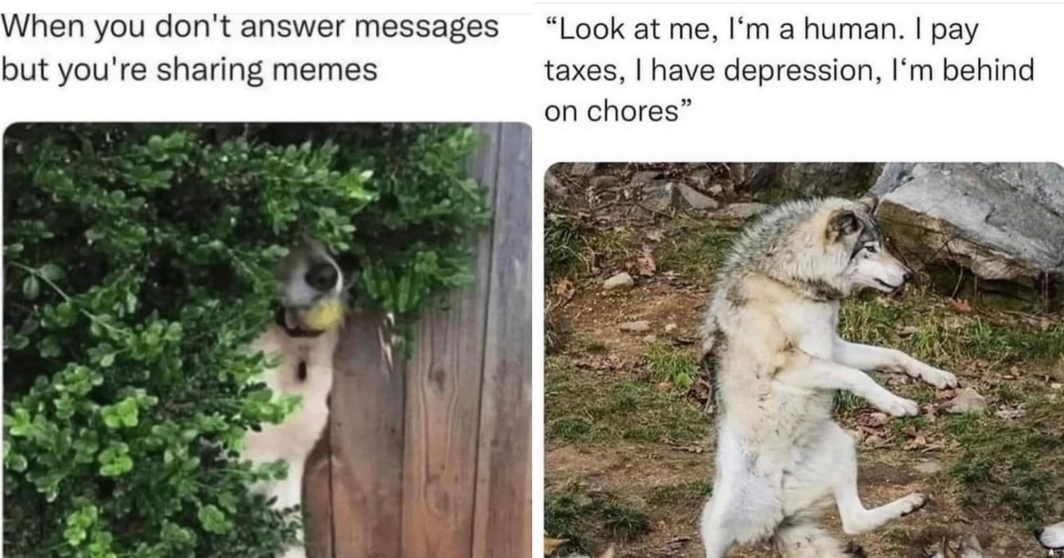 Therapeutic Animal Memes To Boost Your Mood This Morning - Animal ...