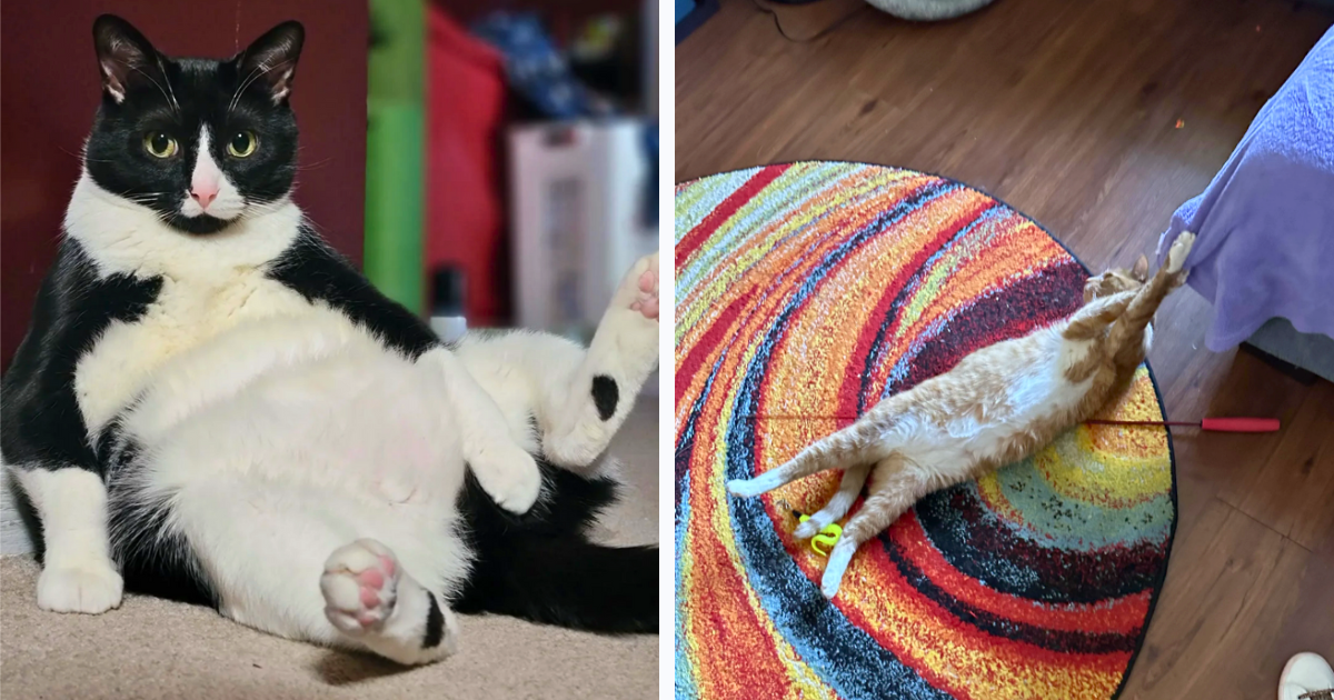 30 Pawsitively Cute And Seriously Silly Cats For Feline Fanatics Who ...