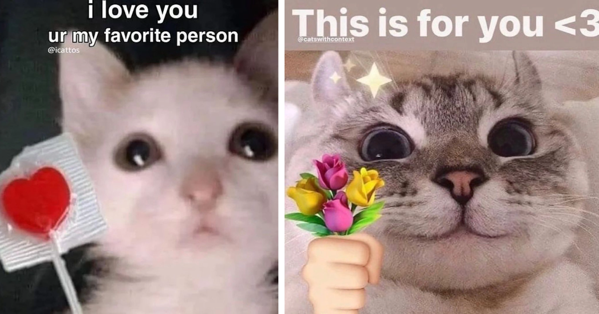 Sweet And Supportive Cat Memes To See You Through The Day - I Can Has ...