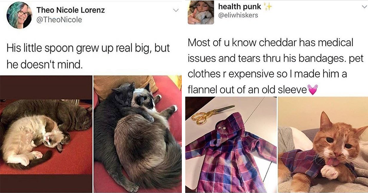 Carefully Curated Collection Of Cute And Comical Cat Memes For A Much ...