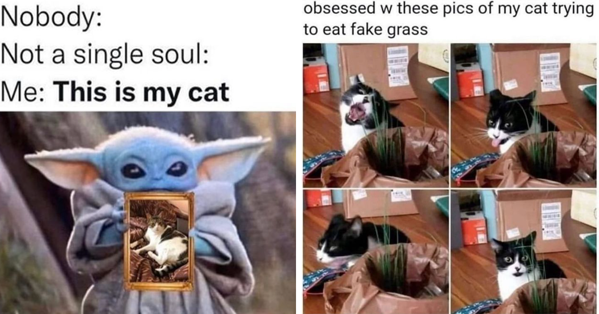 Start This Caturday In The Only Purrfect Way With The Funniest Cat ...