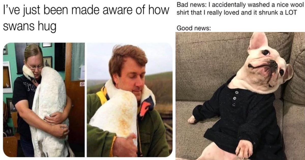 Pawsitively Delightful Animal Memes For An Extra Dose Of Cuteness And ...