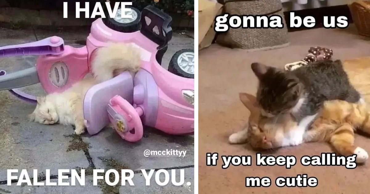 Hilarious Memes Of Cats Acting Out To Match Your Bored Energy - I Can ...