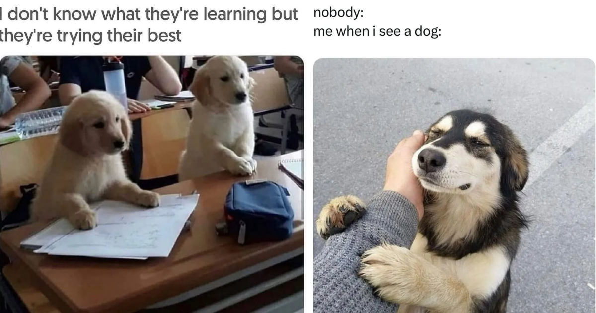 Pawdorable Pup Memes To Make Your Mid-Week That Much Sweeter - Animal ...