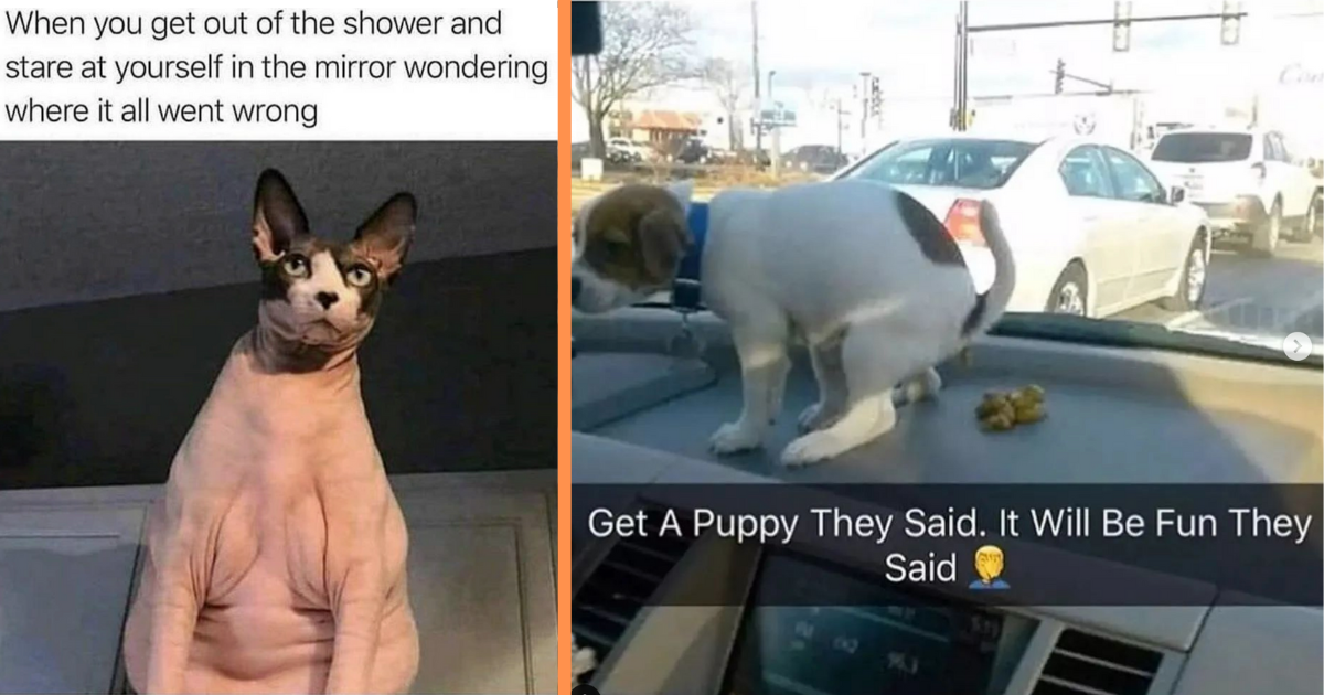 33 Funniest Animal Memes To Help You Giggle Your Way Out Of The Office ...