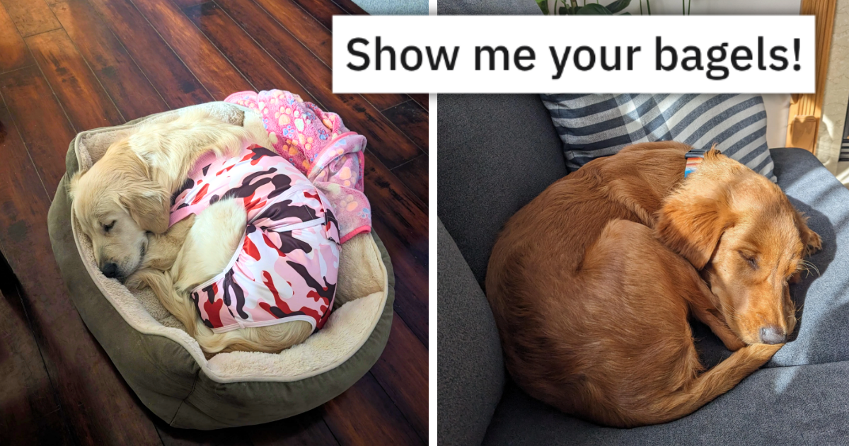 24 Heartwarming Doggos Curled Up Like Beautiful Bagels With A Side Of ...