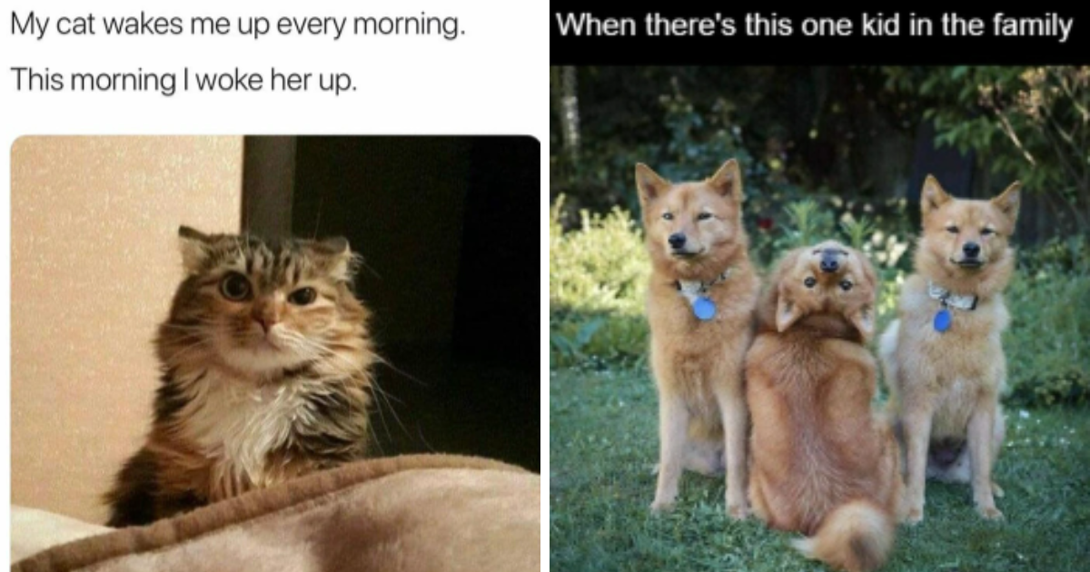Tuesday Treats With 25 Howlarious Animal Memes To Brighten The Day ...