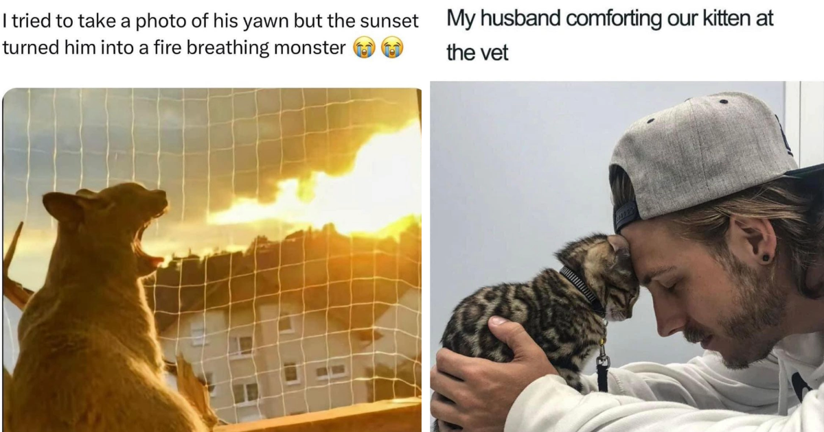 Inspirational And Wholesome Cat Memes To Get You Thinking About The ...