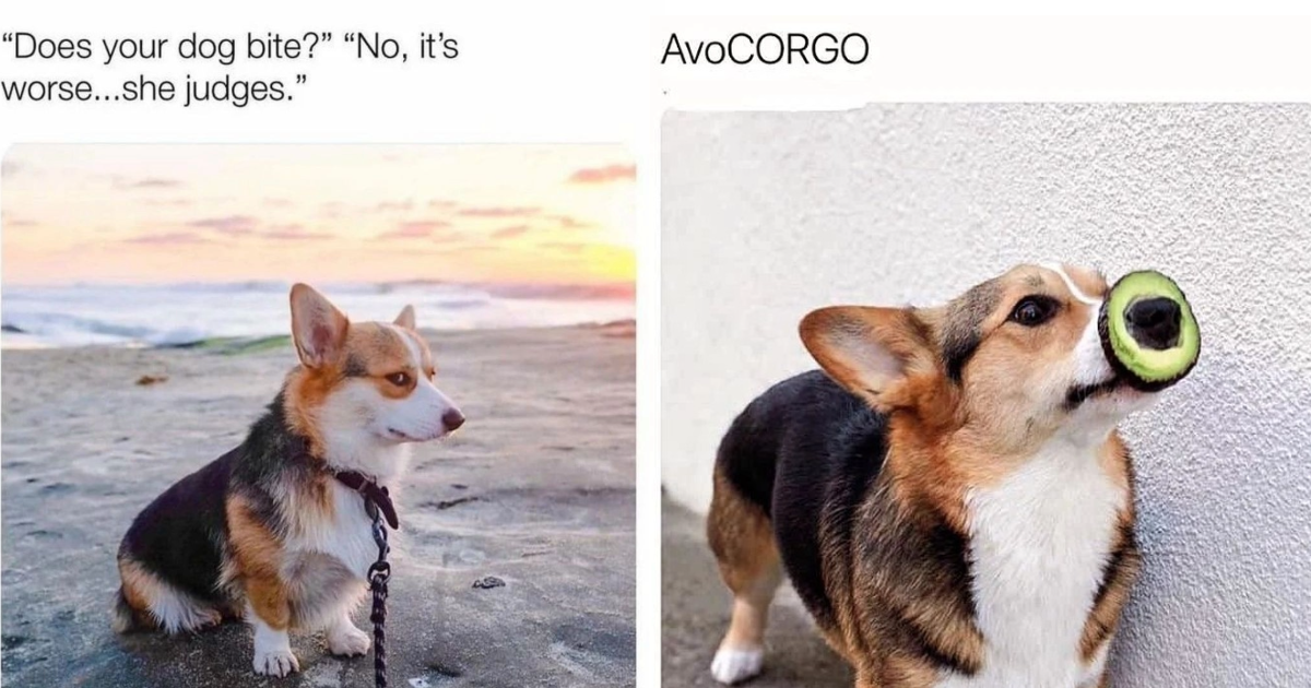 Cute Corgi Memes To Put A Wholesome Finish On The Work Week - Animal ...