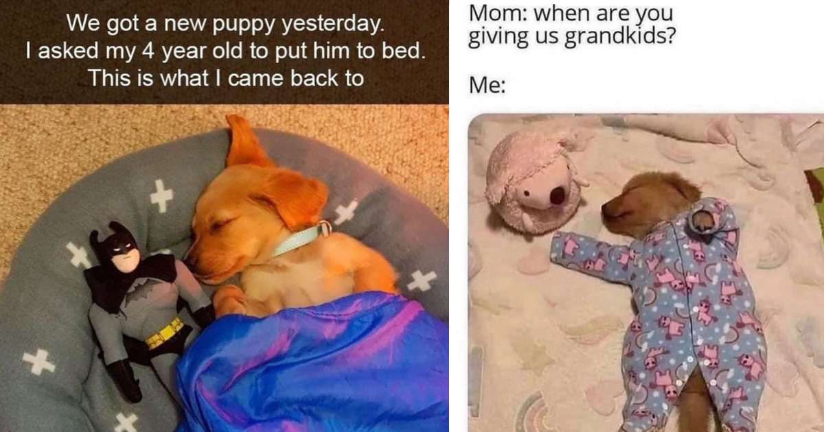 Cute Memes Of Well-Cared For Canines To Start Your Saturday Right ...