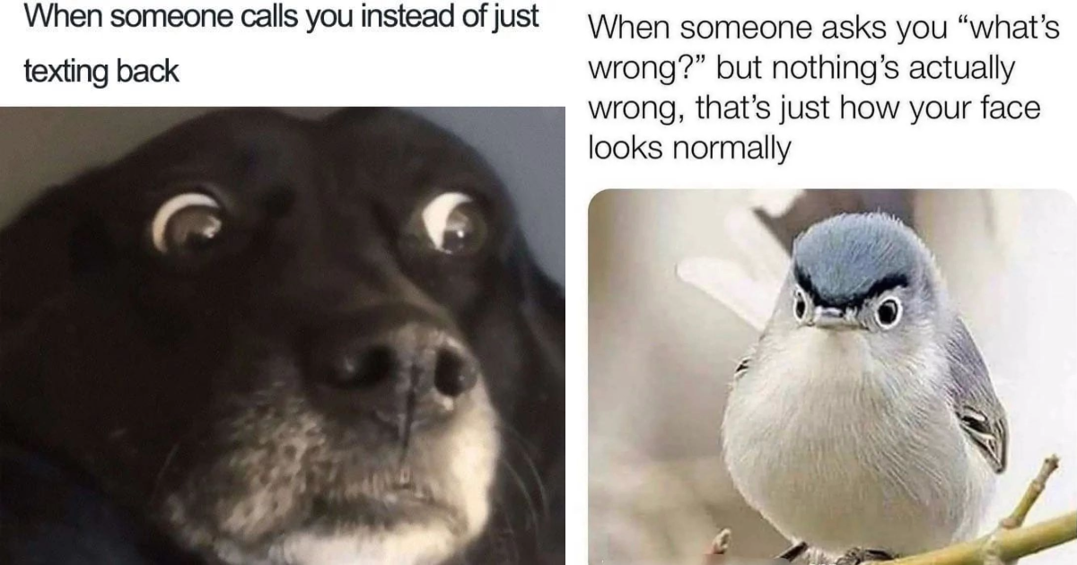 Relatable And Funny Animal Memes For All You Introverts Chilling At ...