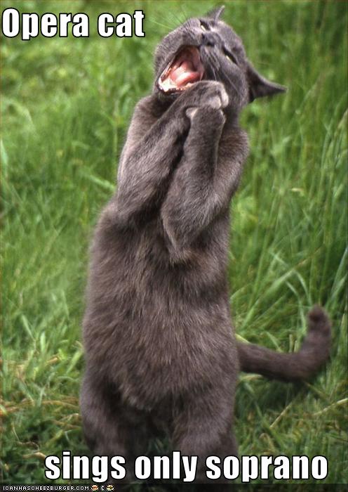 Opera cat sings only soprano - Cheezburger - Funny Memes | Funny Pictures