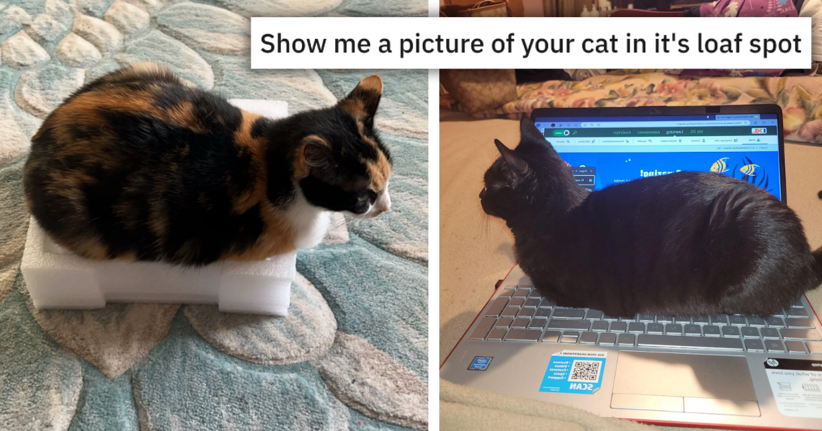 26 Cat Lovers Share Their Funny Felines' Furrvorite Spots To Open A ...