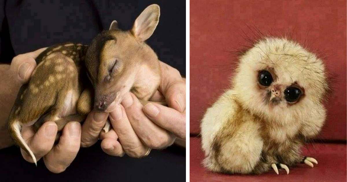 40 Baby Animal Shots To Adore Of Critters, Cuties, And Floofballs ...