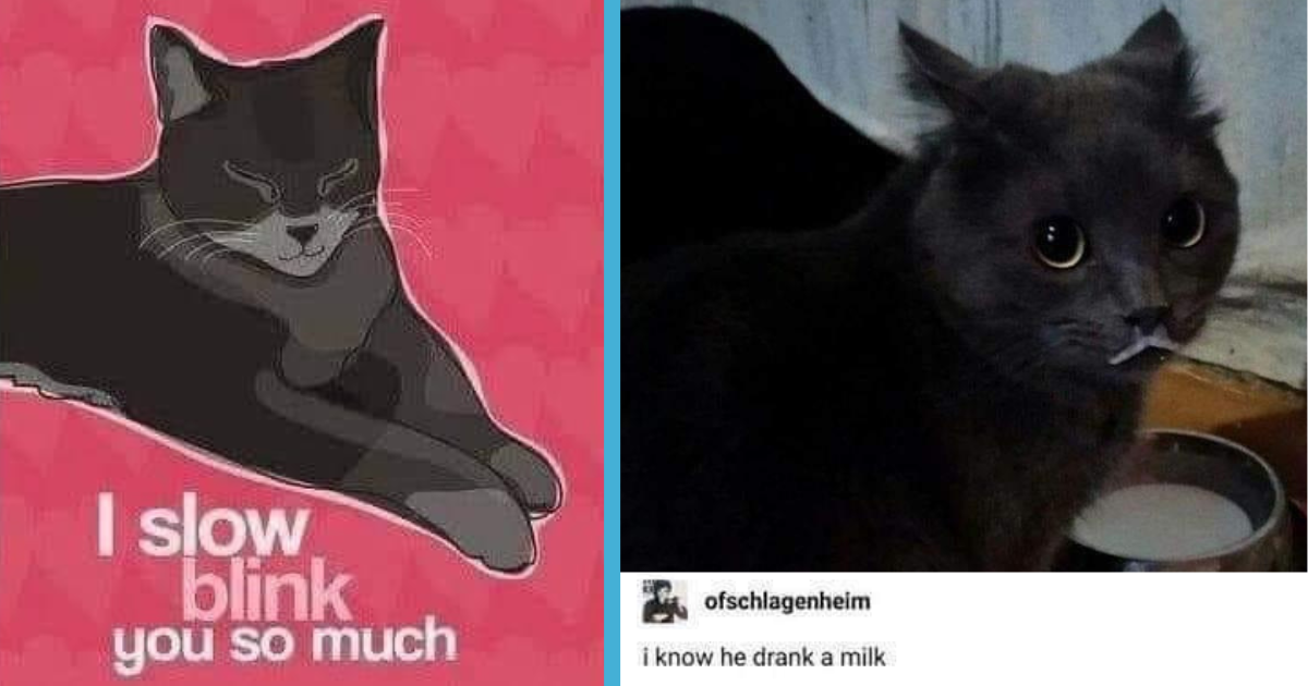 36 Funny Cat Memes For Anyone Who Needs A Break From This Litter Box We ...