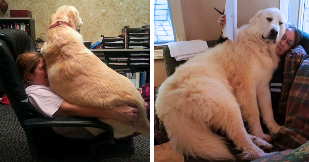 30+ Howlarious 'Lap Dogs' Disbelieving In The Myth That Is Pawsonal ...