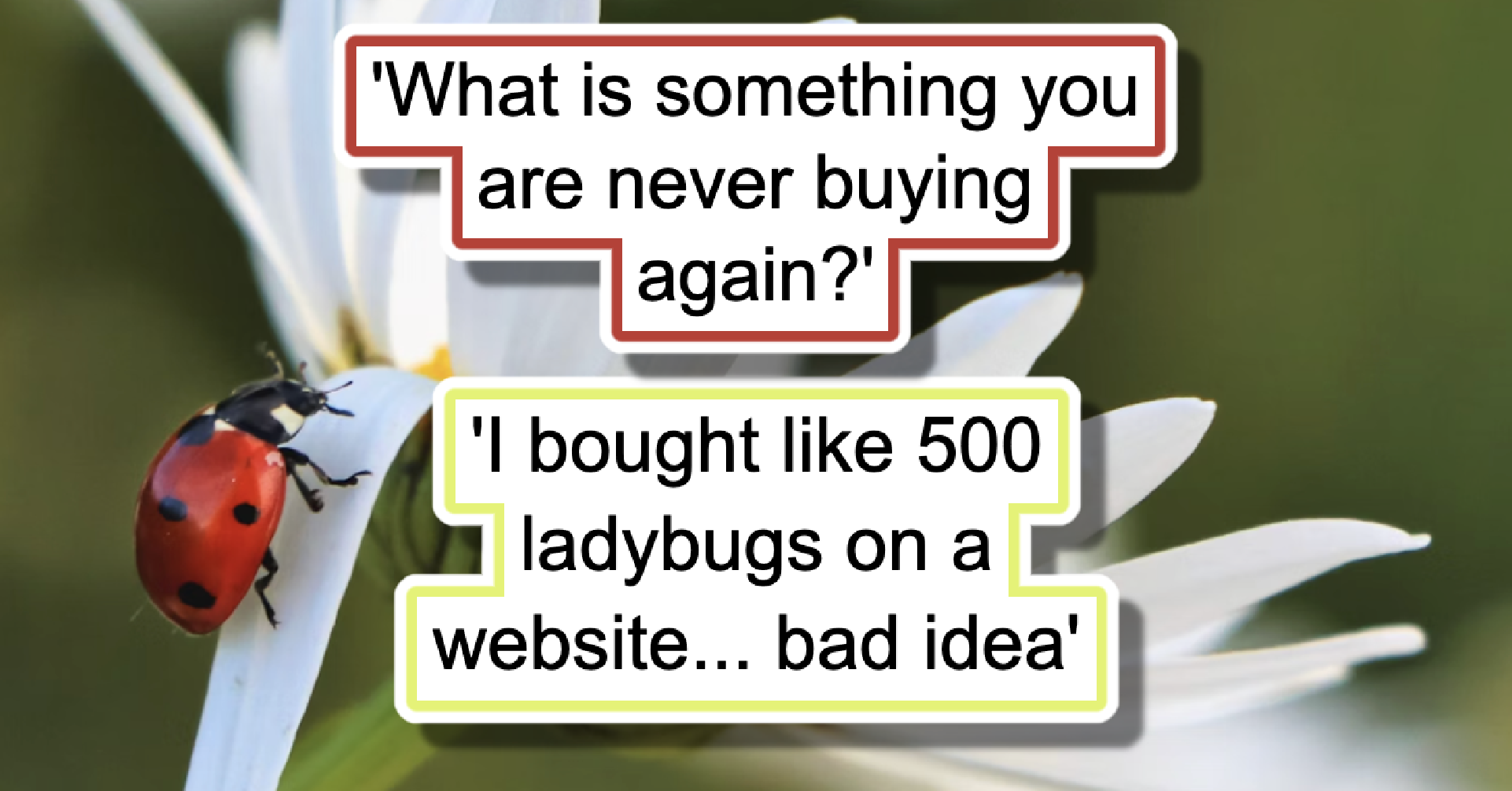 'Cheese from the dollar store': 30+ Purchases people will never make ...