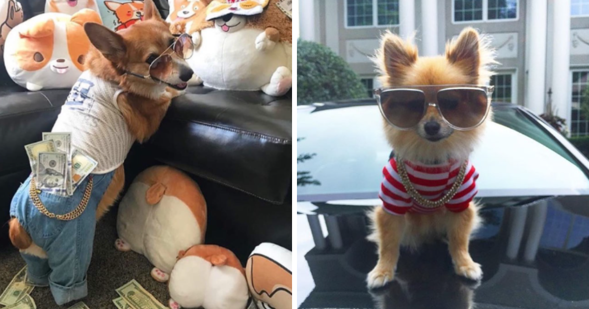 25 Pawsitively Posh Pooches Living Their Best Rich Life In Style ...