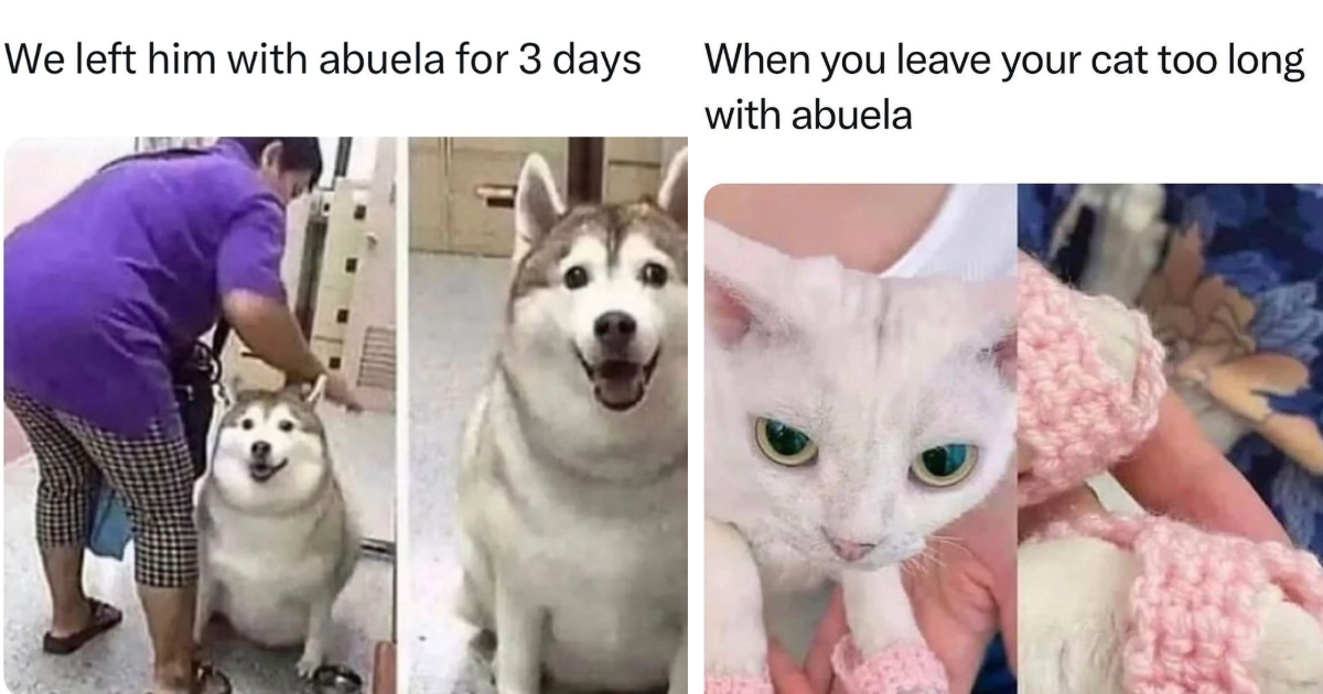 20 Relatable Latino Pet Memes And Funnies To Inspire More Joy Than Your ...