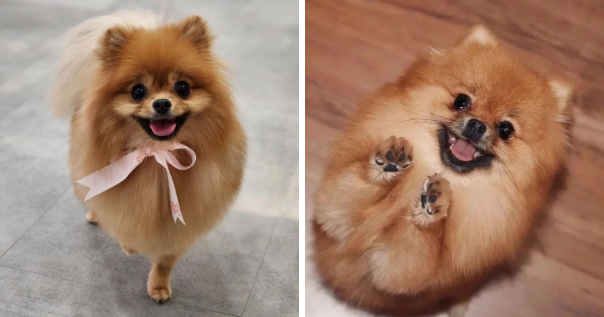Sunday Smiles With 24 Playful Pomeranian Pups Spreading Pawsitive Doggo ...
