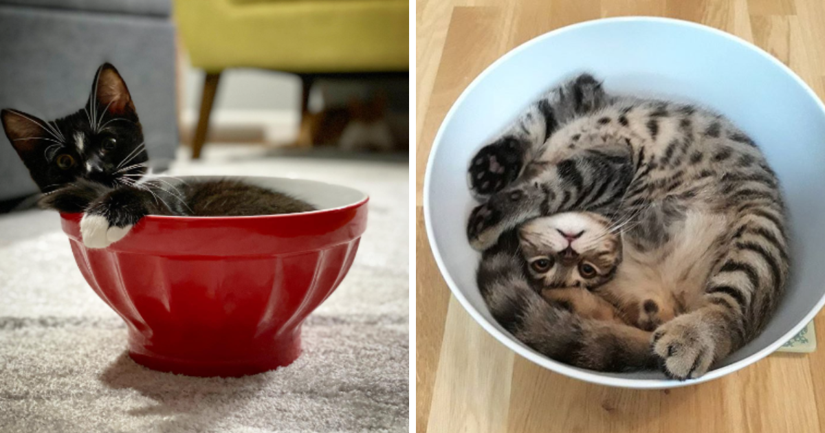 Bowled Beauties Featuring 24 Cute Cats Curled Up in Bowls For The ...