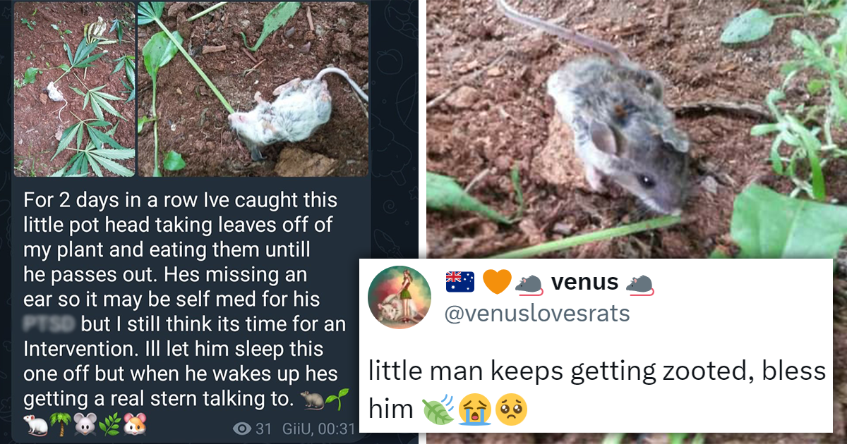Tiny Mouse Repeatedly Sneaks Into Person's Herb Garden And Gets High ...