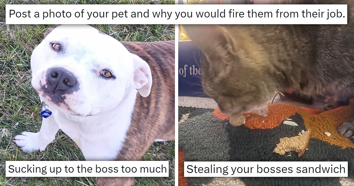 Twitter Users Share The Funniest Reasons They Think Their Pets Would ...