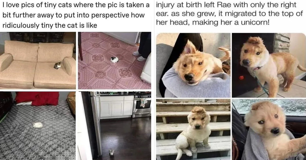 Emotional Support Animal Memes Because We All Need A Helping Paw This ...