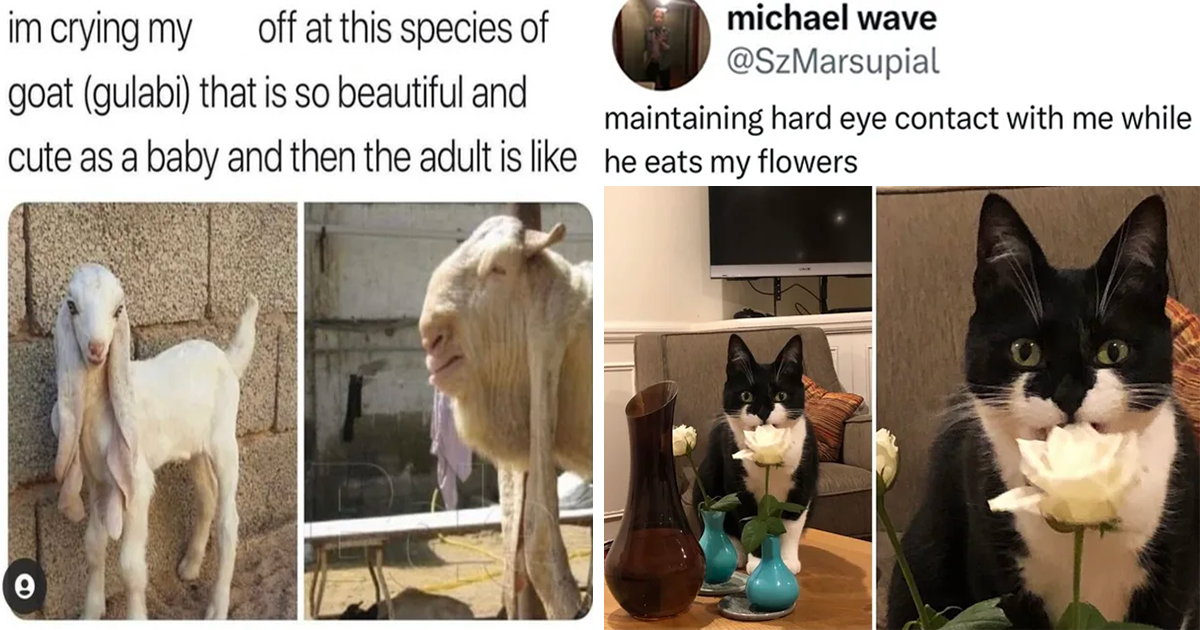A Fresh Batch Of Whimsical And Witty Animal Memes For A Wonderful ...