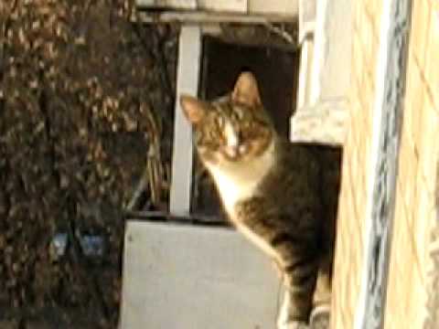 VIDEO: Parkour Kitteh's Epic Leap - I Can Has Cheezburger?