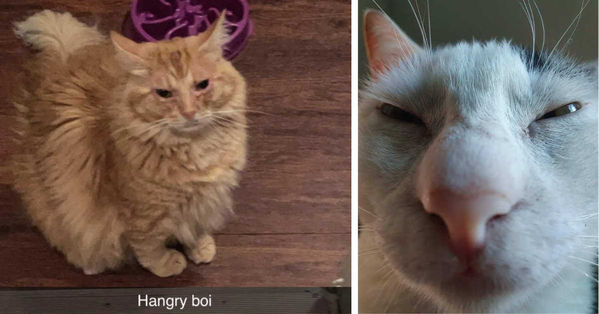 A Silly Sour Patch Of Purrfectly Peeved Cats Giving New Meaning To The ...