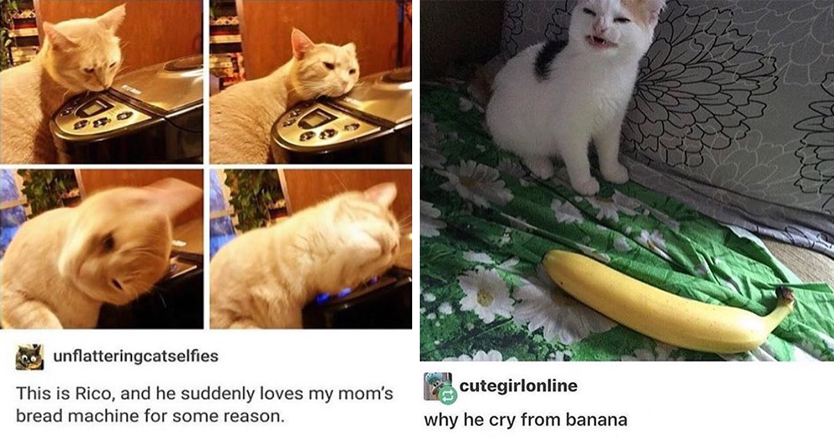 30 Hissterical Cat Memes To Remind You Why Feline Tumblr Is Such A ...