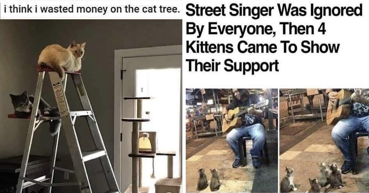 A Hissterical Collection Of Sweet And Spicy Feline Memes For All The ...