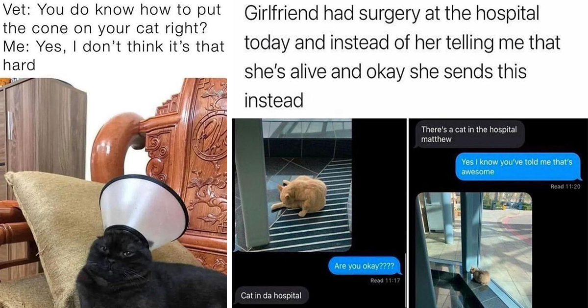 Freshly Minted Feline Memes For The Overworked Cats Who Are So Happy It ...