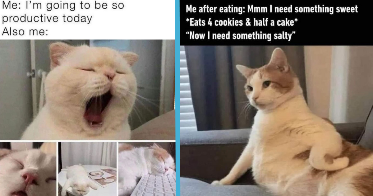 34 Cat Memes To Fill Your Cat-Shaped Heart With Purrfectly Pertinent ...
