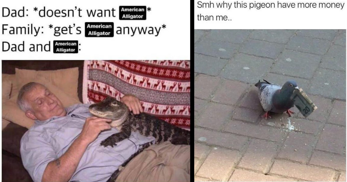 33 Hilarious Animal Memes To Celebrate Getting Halfway Through The Work ...