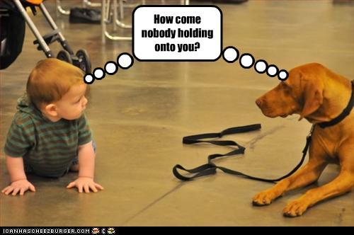 I Has A Hotdog - leash - Funny Dog Pictures | Dog Memes | Puppy ...