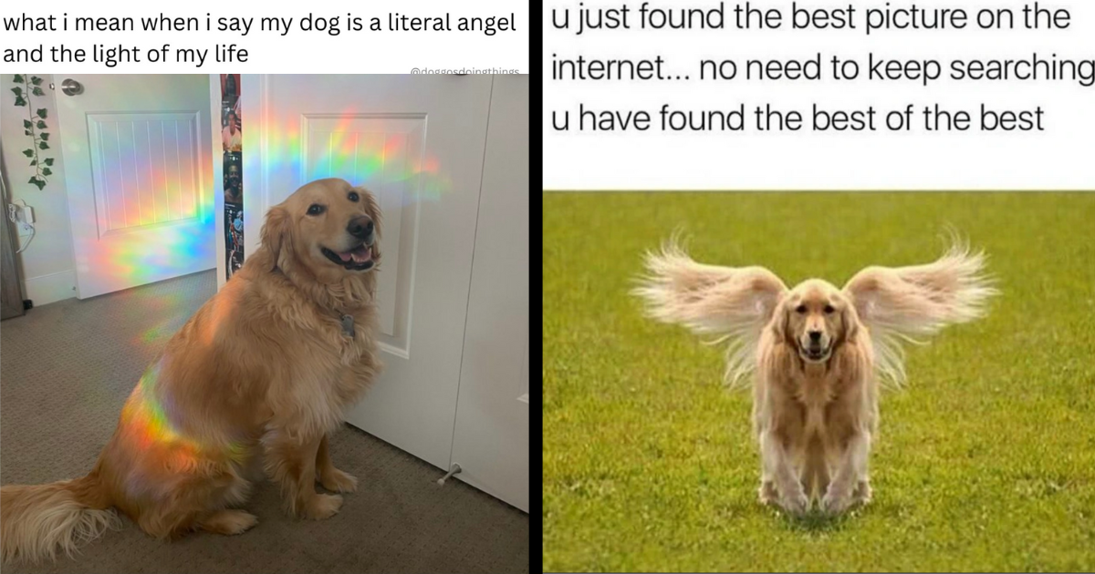 36 Pawsitive Pupper Memes To Fill Your Soul With The Unconditional Love ...