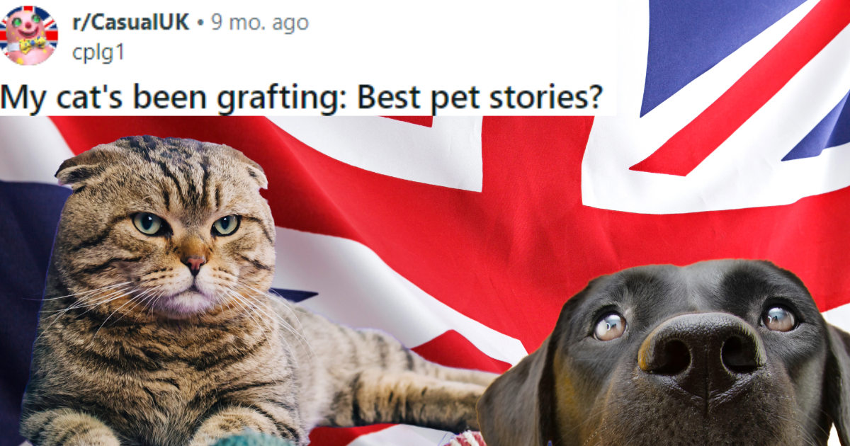 15 Hilarious And Heartwarming British Pet Stories To Sweeten Your Mid ...