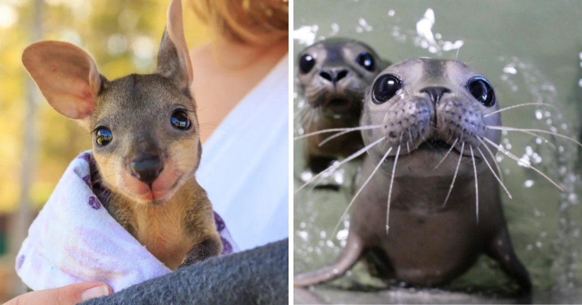 Whimsical Wednesday With 25 Beautiful Baby Animals Warming Hearts With ...