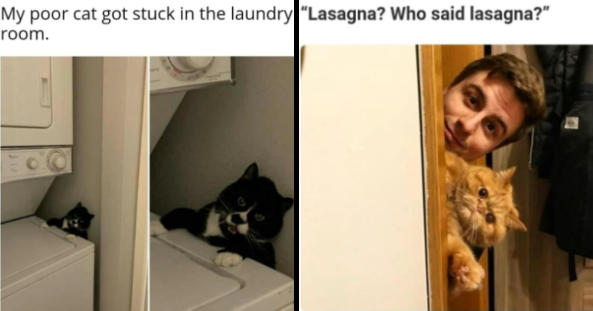 Feline Fine Thursday With 31 Hissterical Cat Memes For A Pawsitively ...