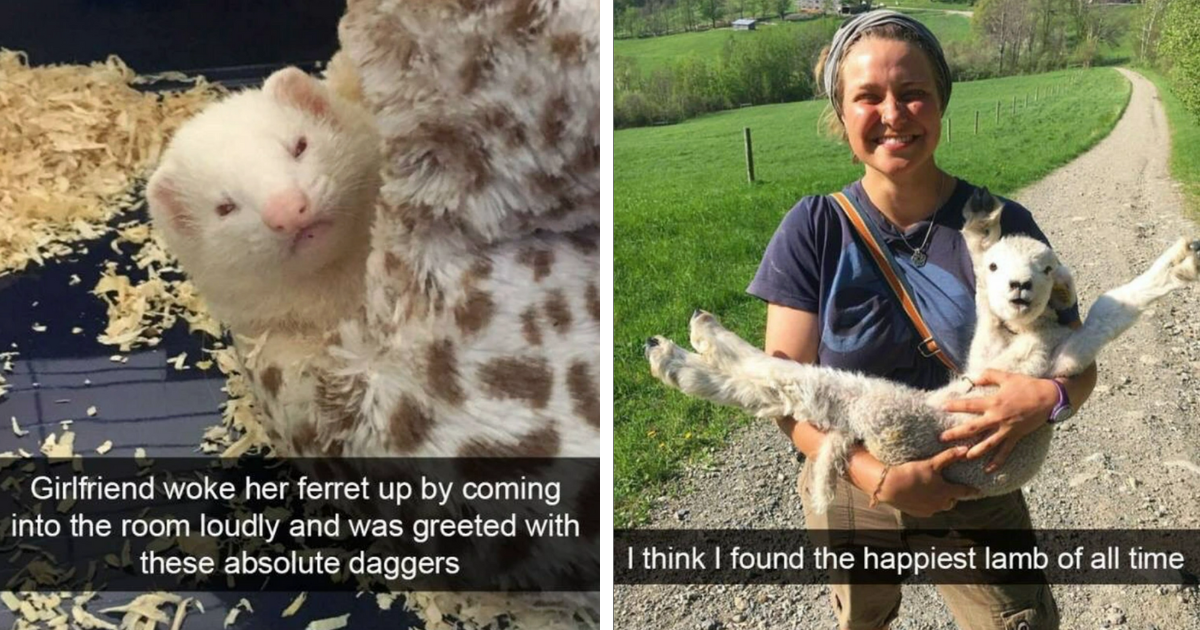 A Bundle Of 35 Joyful Animal Snaps Featuring Fuzzy Funnies And Wholesome Happy Feelings - Animal ...