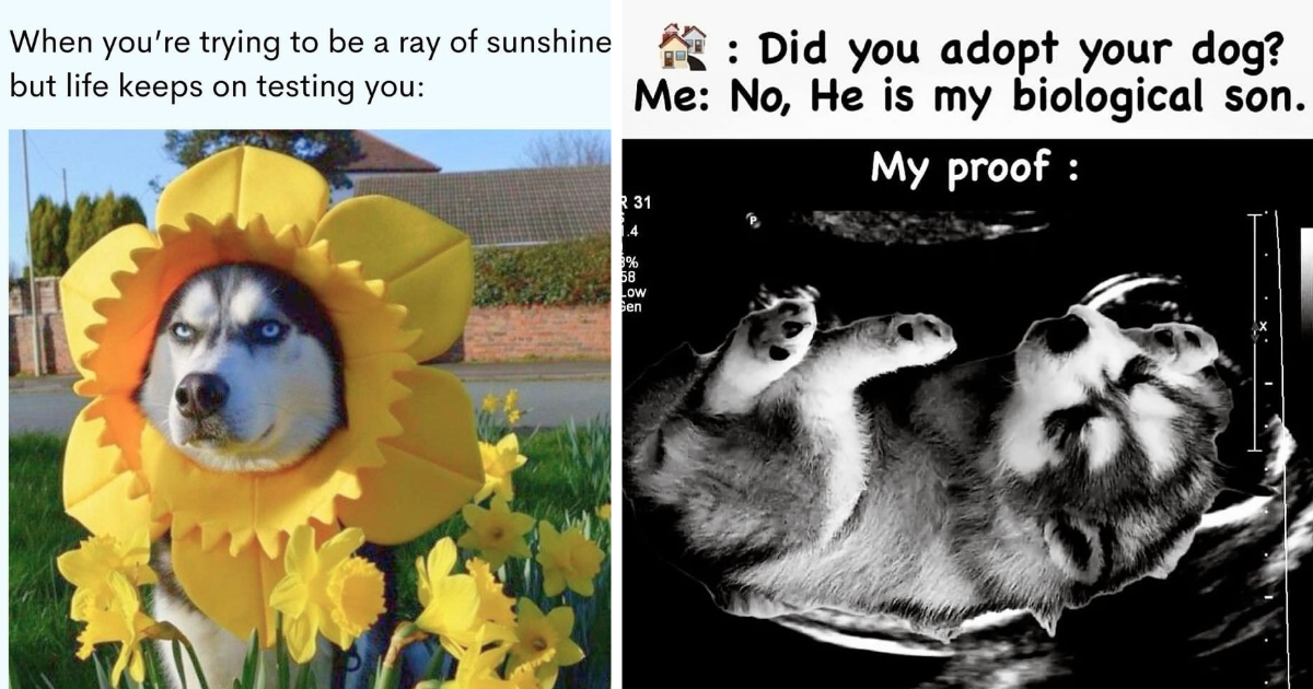 Wholesome Husky Memes To Get You In Touch With Your Wild Side - Animal ...