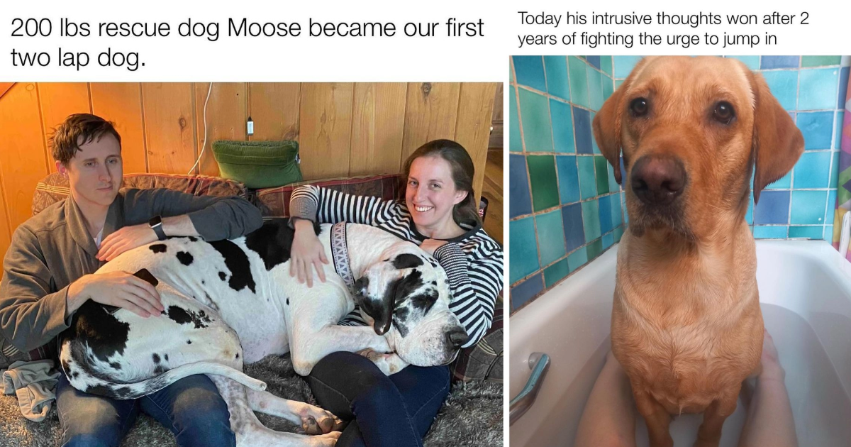 Sweet And Playful Dog Memes To Set The Tone For Your Weekend - Animal Comedy - Animal Comedy ...
